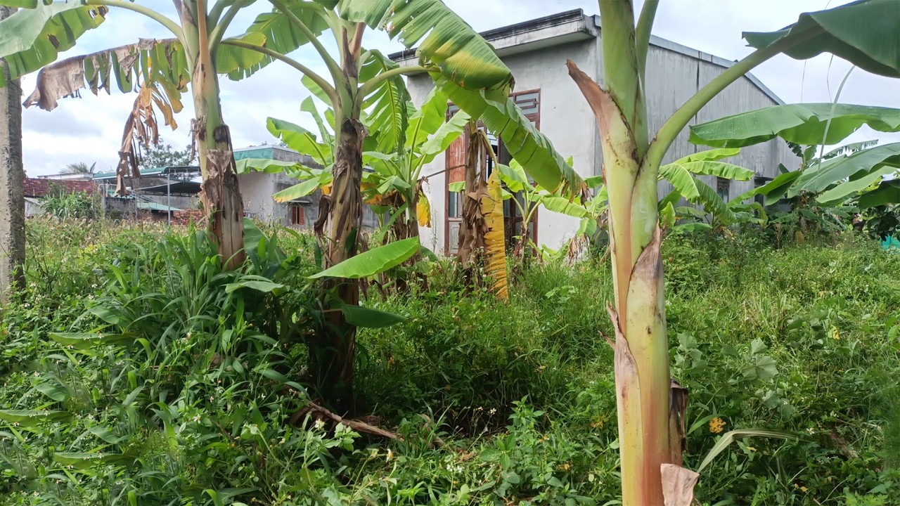 Mrs. Hong was excited to receive free cleaning of her abandoned house ...