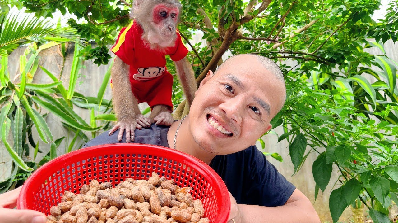 Monkey Sun, Dad, where's all your hair? - YouTube