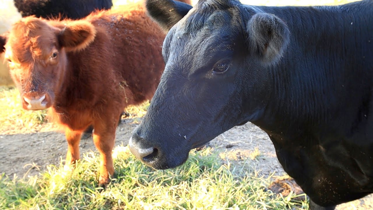 Raising Homestead Animals Naturally - YouTube