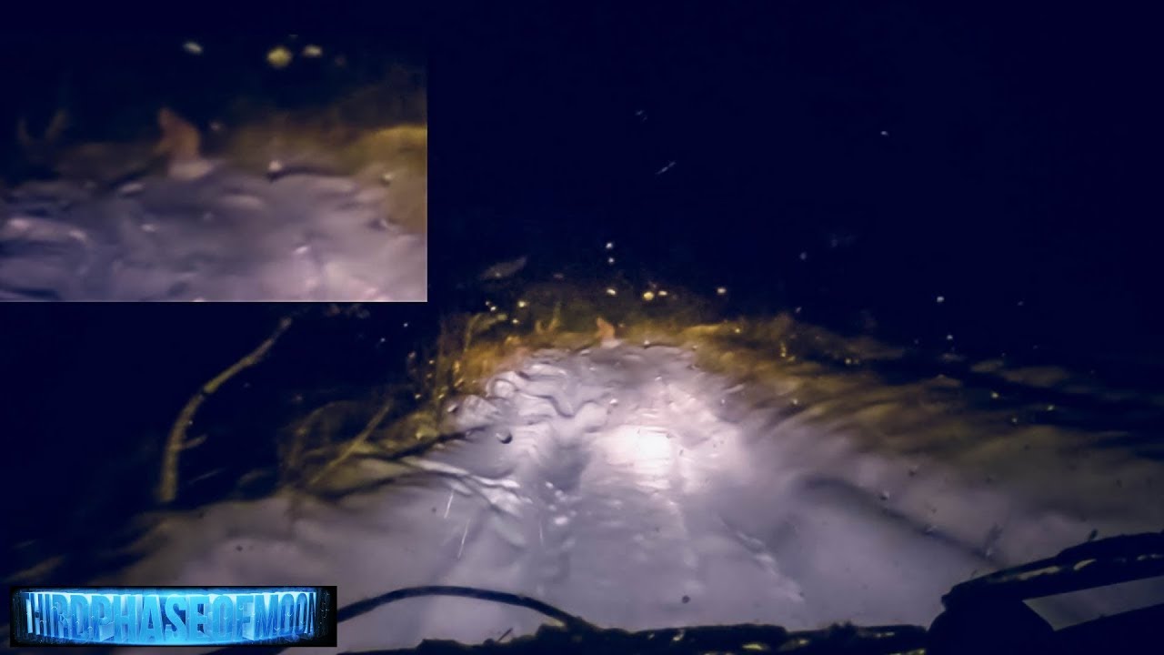 SCARY!! Zoologist Can't Explain This! Cryptid Alien Spotted? 10/31/2017 ...