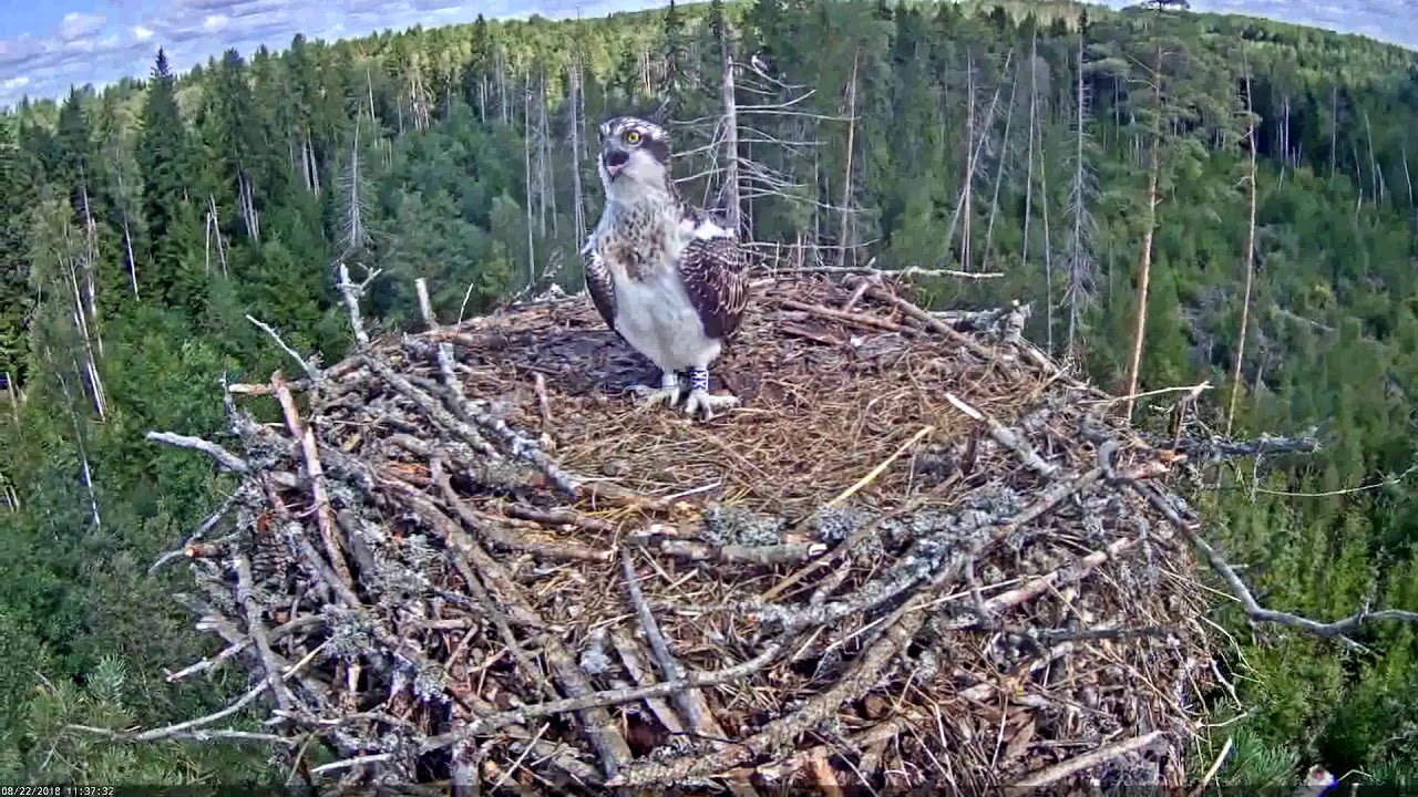 Kaja calling for fish - YouTube