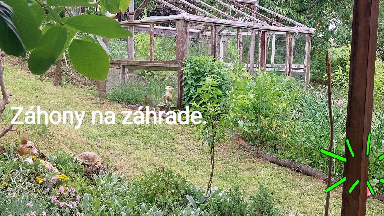 Záhony na záhrade. 17. júna 2023. - YouTube