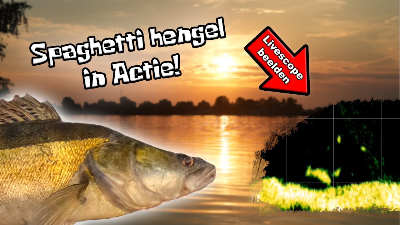 Zonnig Snoekbaarzen 😎☀️🎣 Mooie vangsten op de Pen dobber met dood aas ...