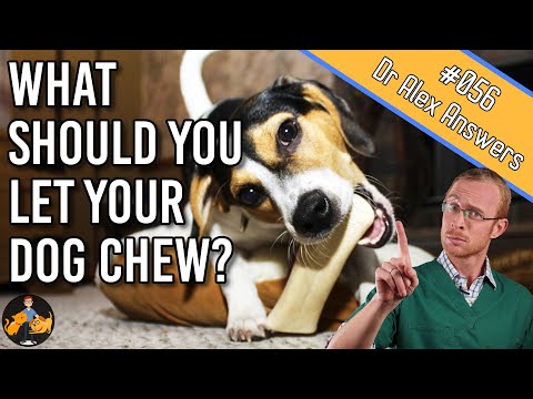 What are the Best Dog Chew Toys - nylabones and antler or are there better? - Dog Health Vet Advice