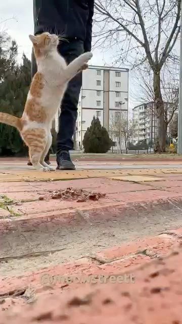 Very hungry cat #catfeeding - YouTube