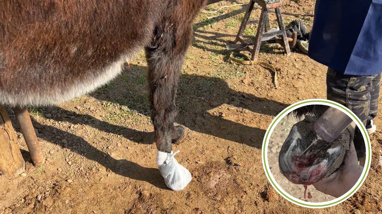 Donkey Hoof Care Simplified | Restoration & Trimming - YouTube