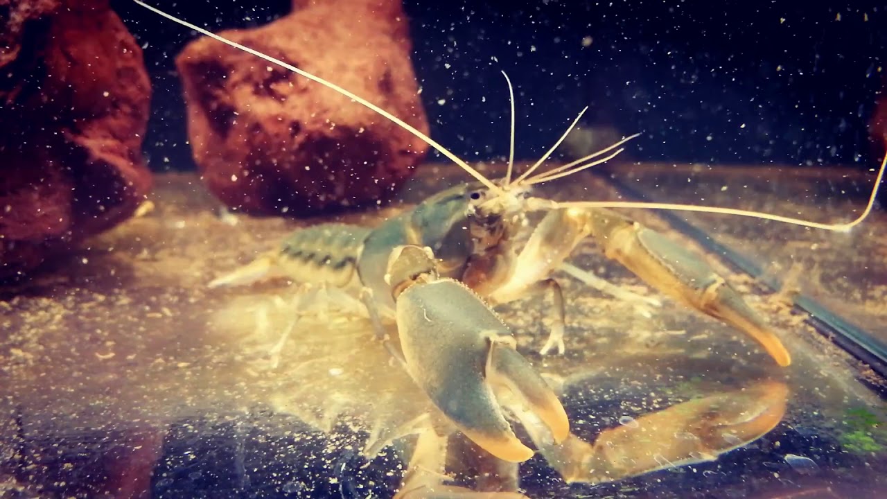 Rak Orange Tip Cherax snowden - YouTube