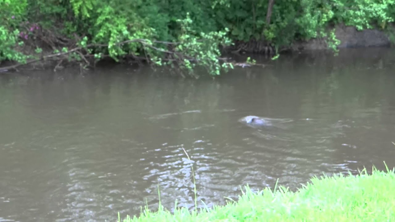 Otter showing off his catch at Weycroft Bridge B&B on the river Axe ...