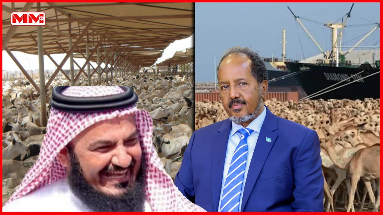 "Xasan Sheekh ayaa Nin Carab ah kula heshiiyey in Xoolaha Soomaalida ...