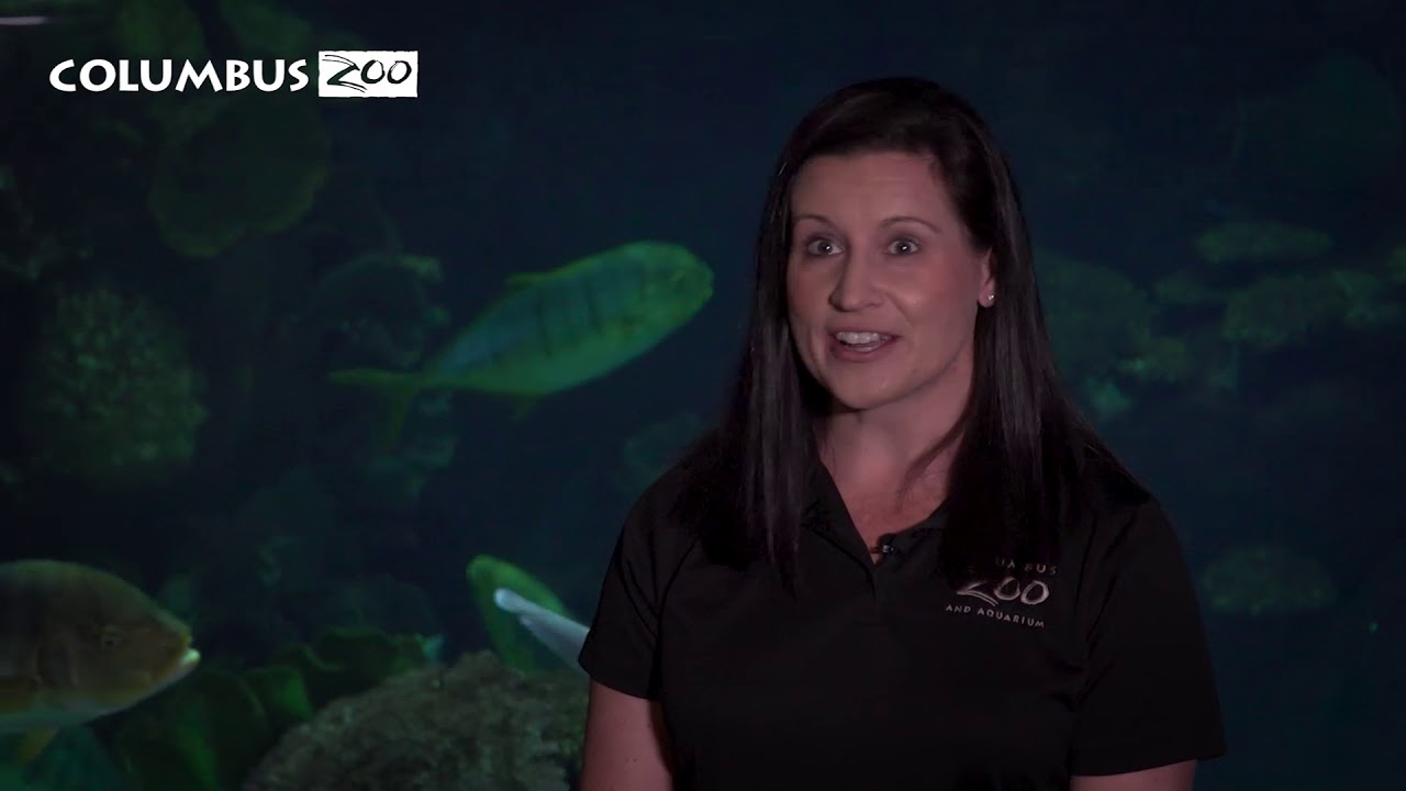 Zebra Shark CT Scan - YouTube