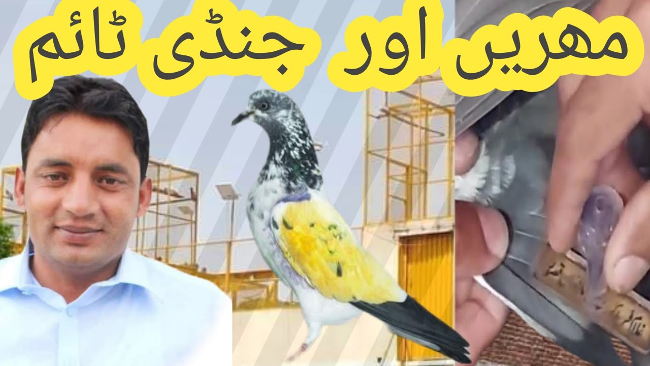 Ustad Chaudhry Khurram Chat Pir Fawad Azim Amra Kalan Dinga pigeons - YouTube