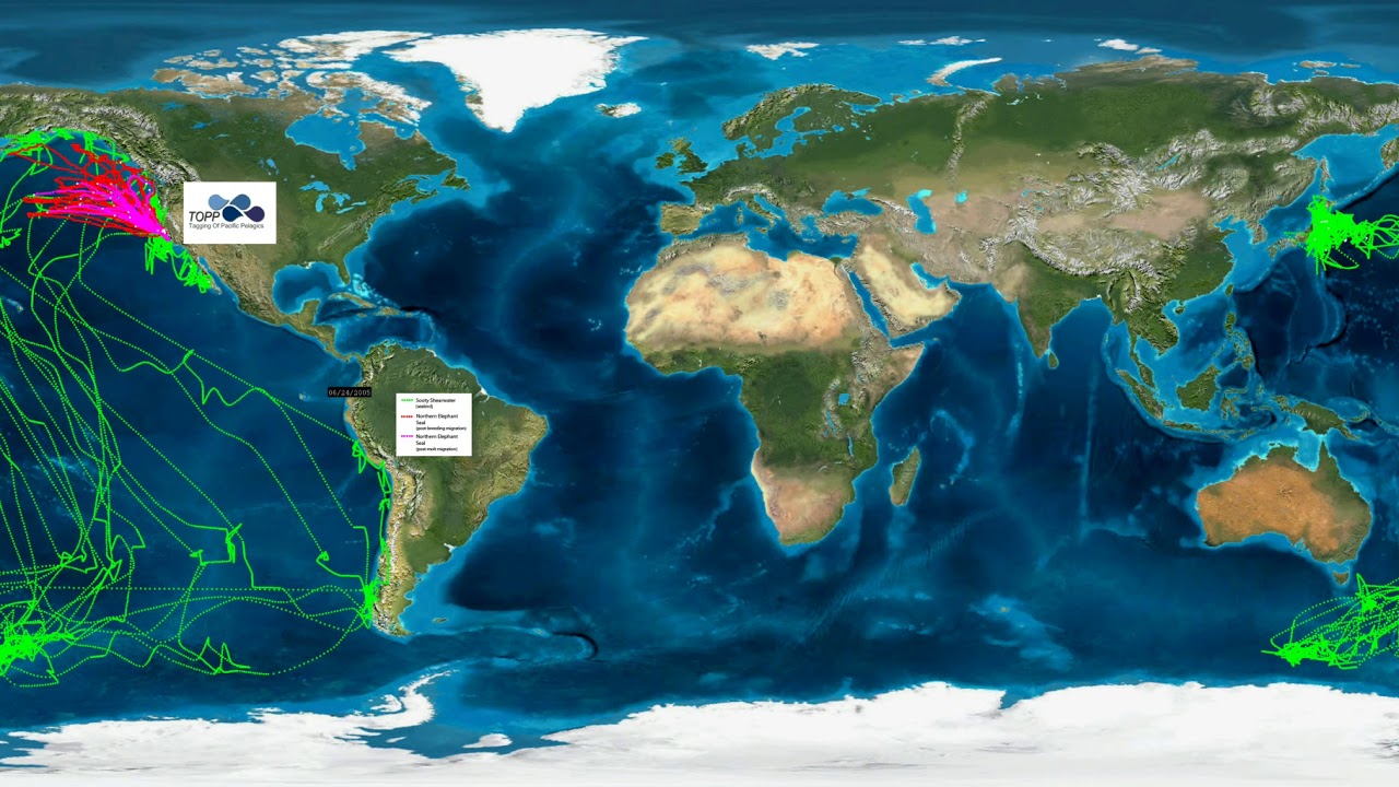 Animal/ Seal and Seabird Tracks: Pacific Ocean (Science On a Sphere ...