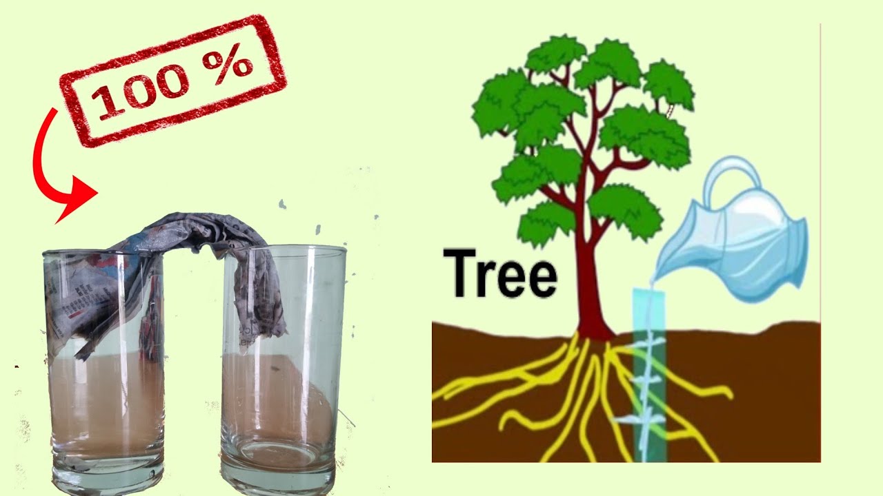 पेड मे पानी उपर कैसे चढता है!! How water goes up a tree !! - YouTube