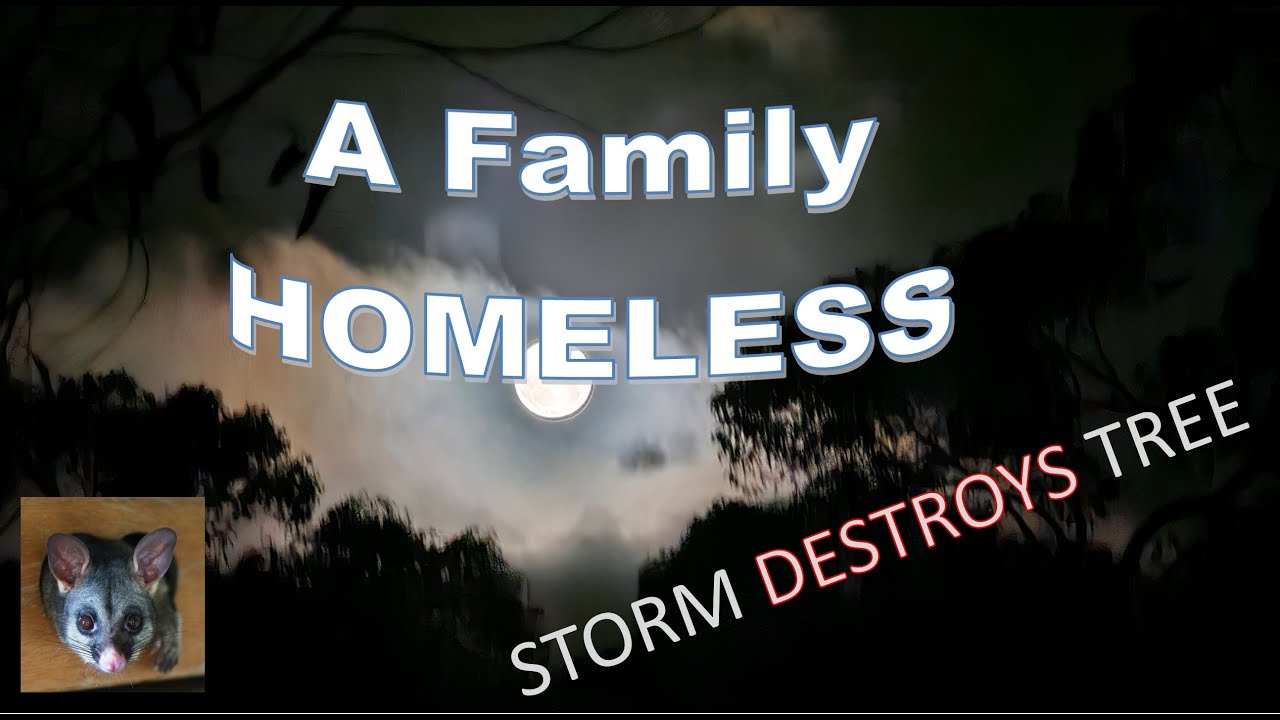 Homeless possum finds paradise in unusual places - YouTube