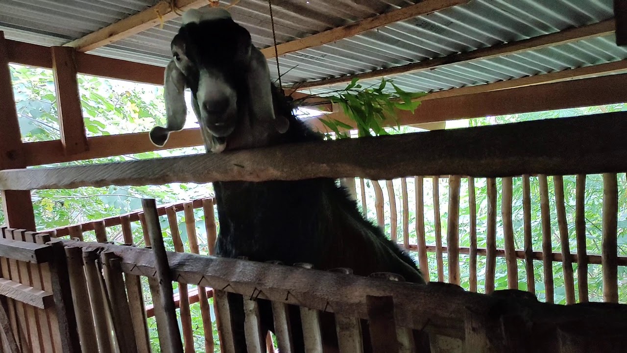 Cebu Goat Farm: Our Buck named Kobe - YouTube