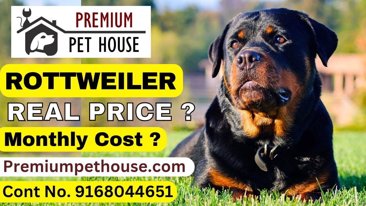 rottweiler price in india | Rottweiler Puppies For Sale In India ...
