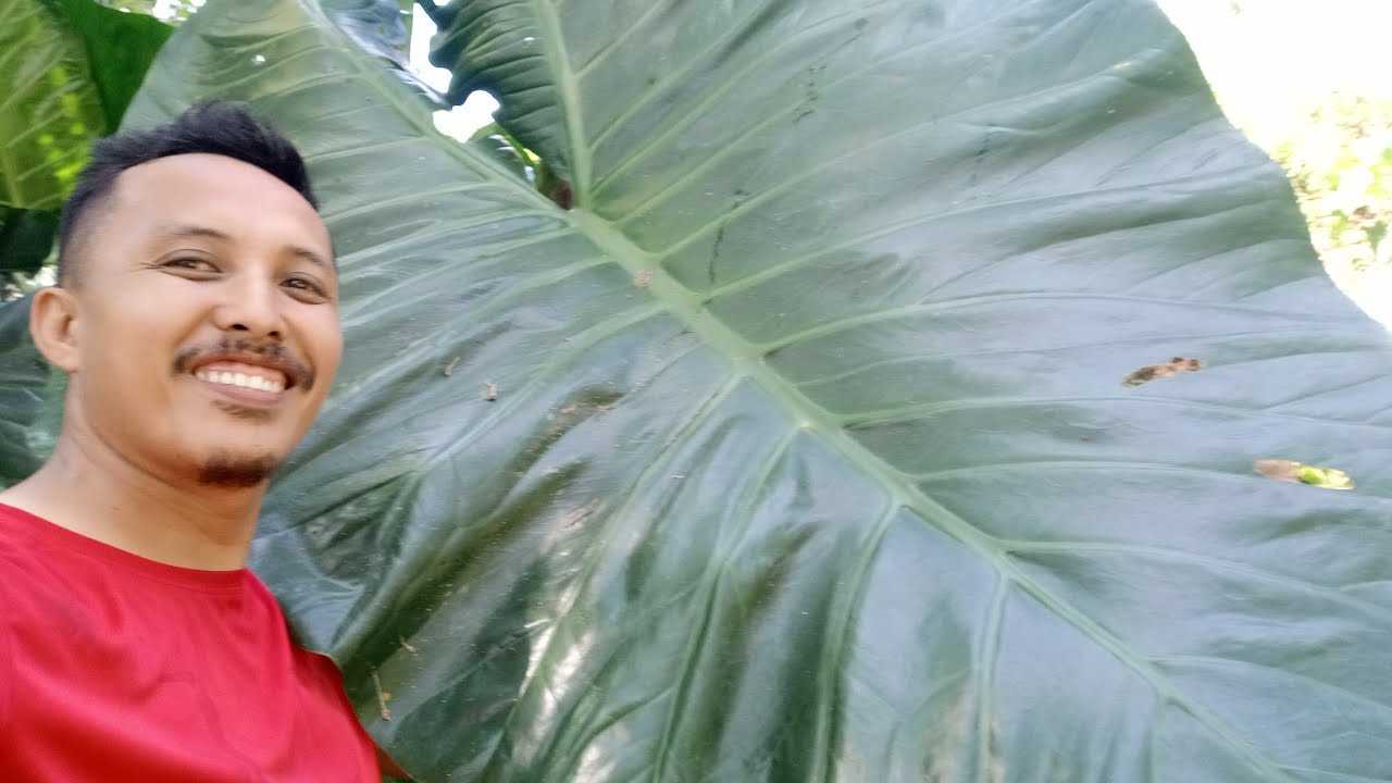 Palau or Giant Swamp Taro - YouTube