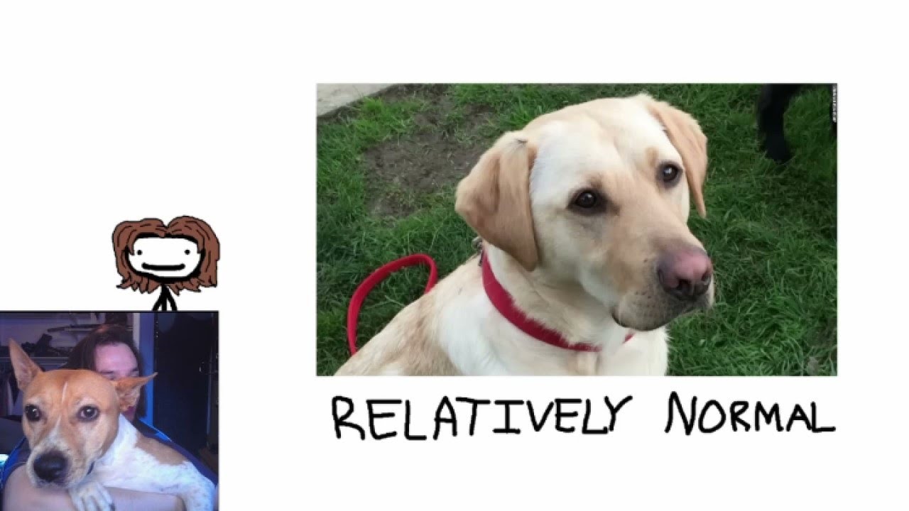 Historian Reacts - Dog Breed Deformities by Sam O'Nella Academy - YouTube