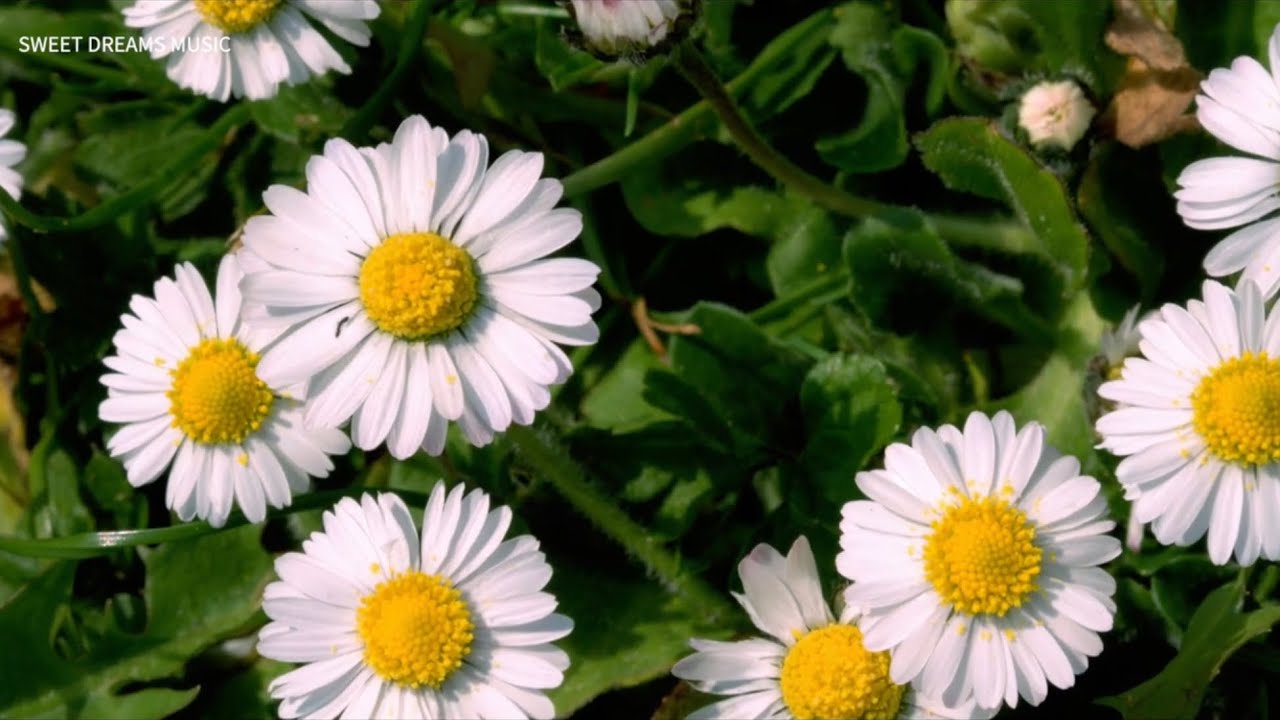 [Healing music] Come into flower, Best Insomnia Therapy, Healing Music ...