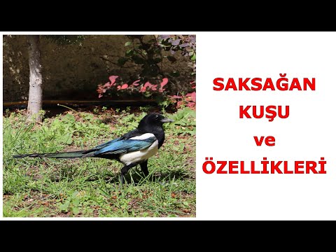 Saksağan Kuşu ve Özellikleri