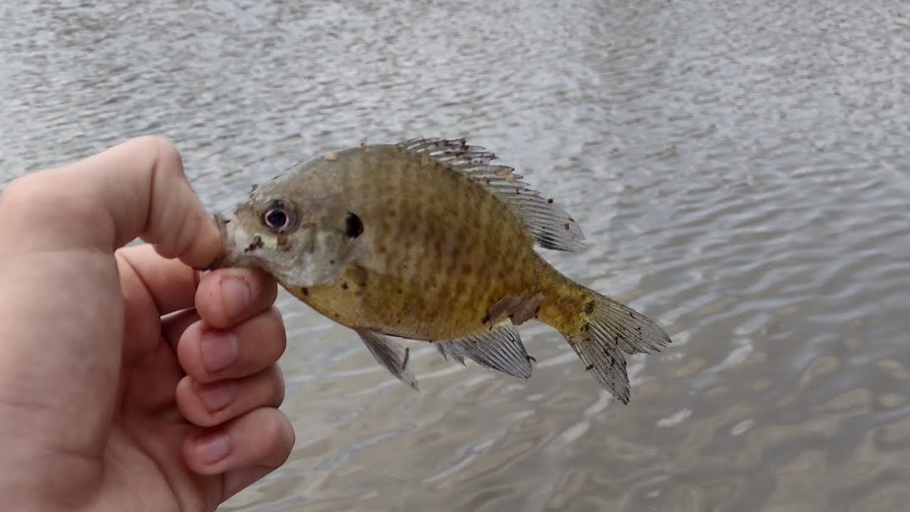 Bluegill catch and underwater footage! - YouTube