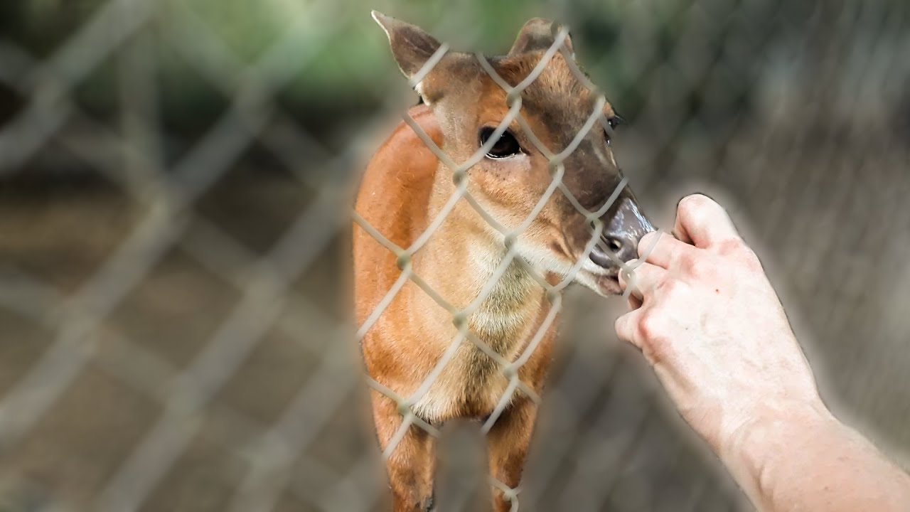 Cute rescued deer begs for more head scratches - YouTube