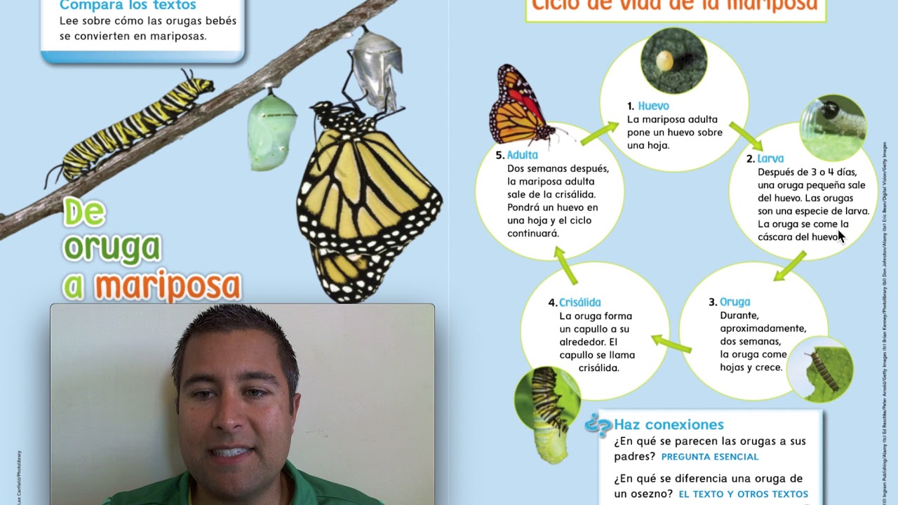 9 De oruga a mariposa - YouTube