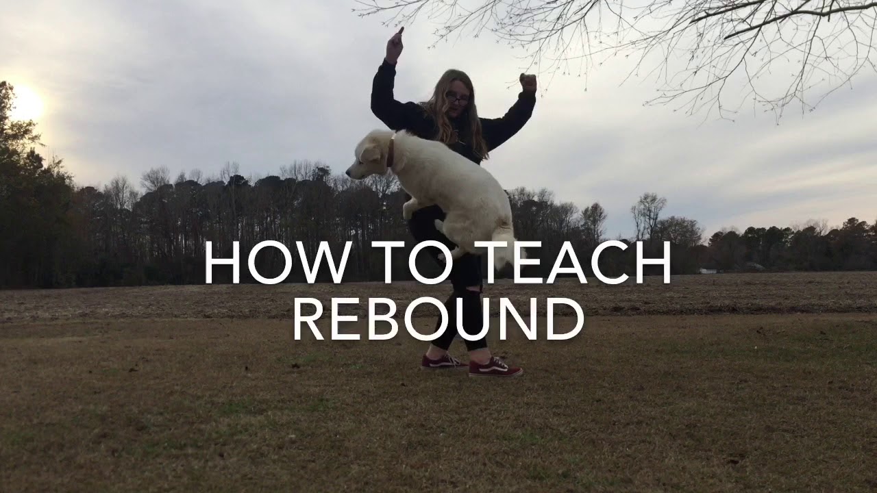 REBOUND TUTORIAL// how to teach my dog rebound// picturethepyr - YouTube