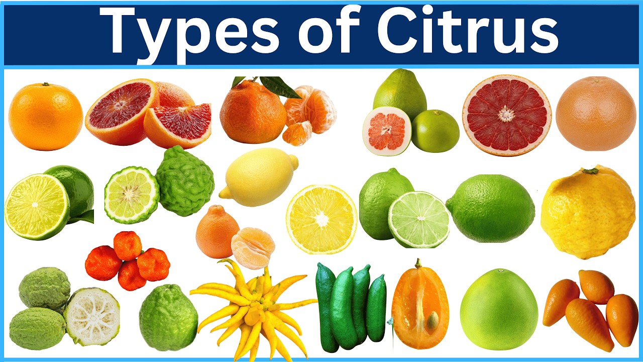 Types of Citrus Fruits | Explore 80 Different Citrus Varieties - YouTube