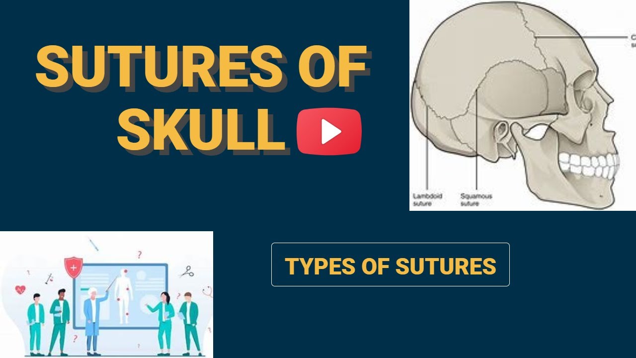sutures of the skull |sutures of the skull anatomy|sutures and its ...