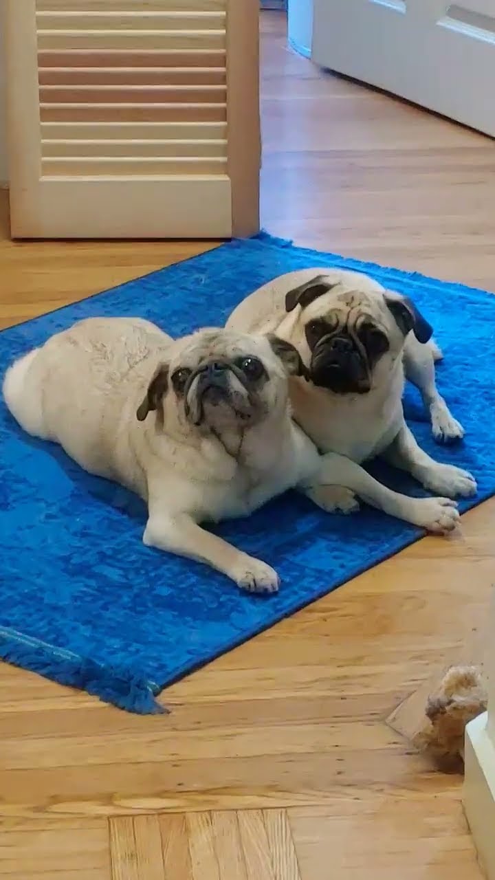 Pug Buddies - YouTube