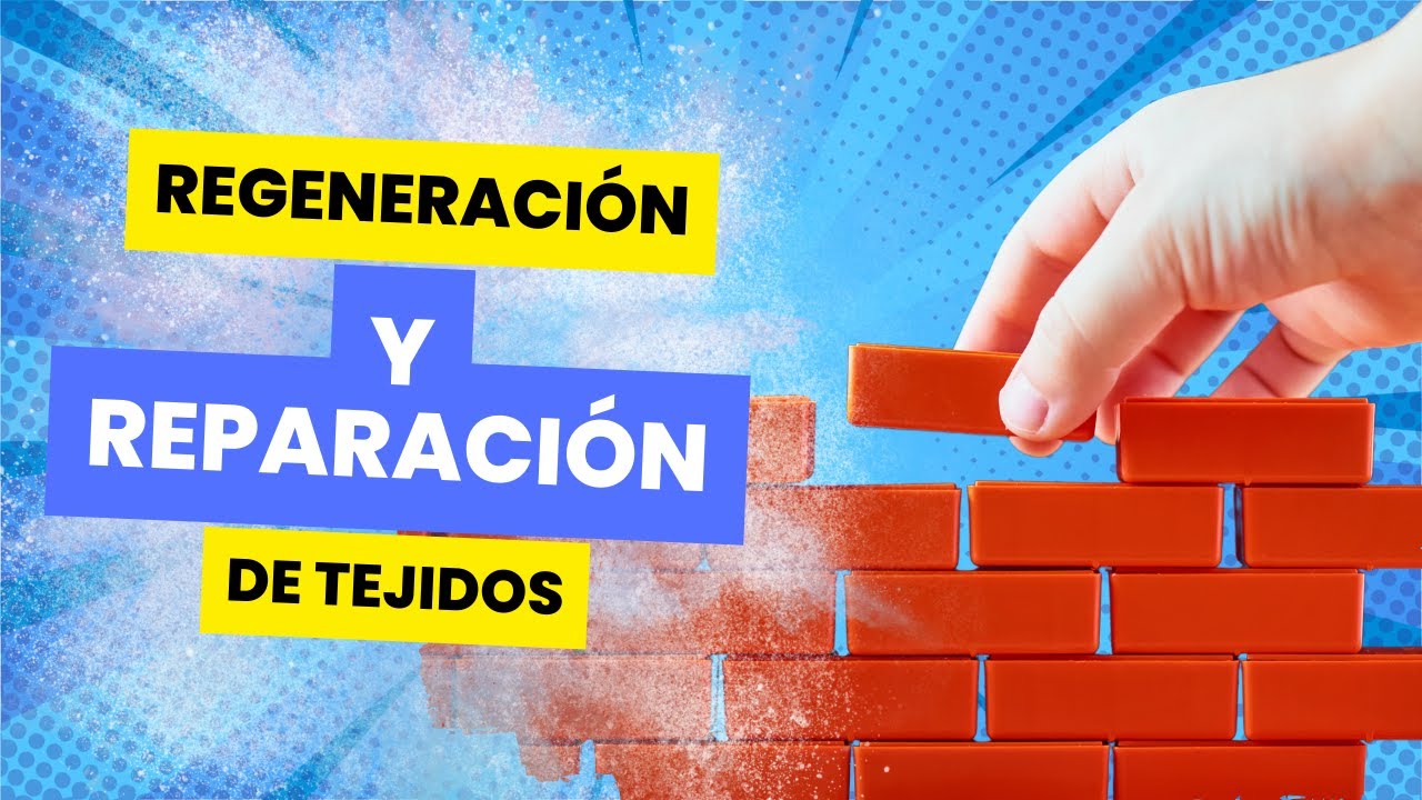 Regeneración y reparación de tejidos - 2024-A - YouTube