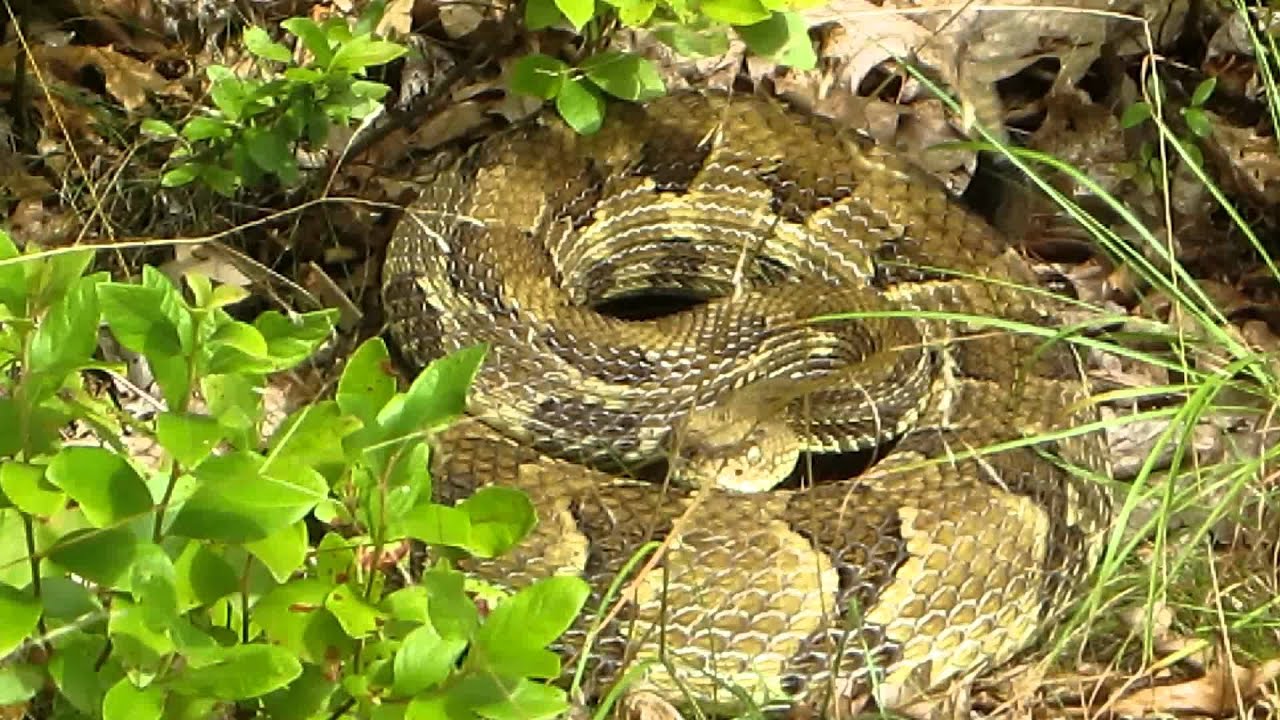 New Jersey Timber Rattler! Ken Beam almost steps on Rattler - Delaware ...