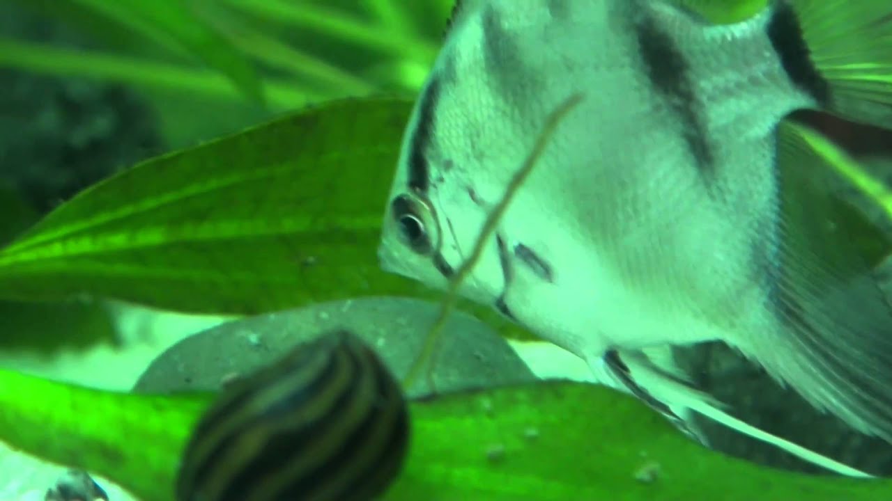 White spot on eye - angelfish - YouTube