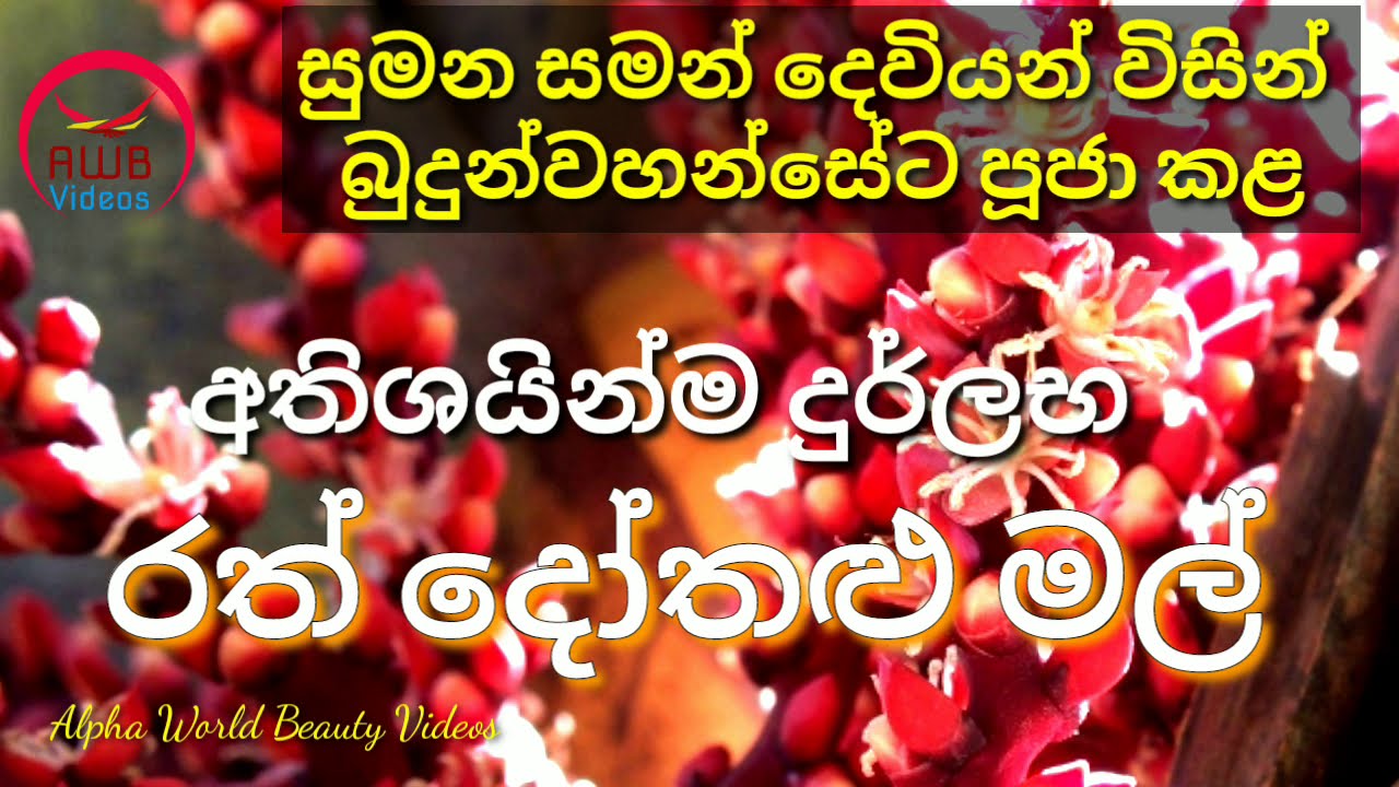 රත් දෝතළු මල් / Rath Dothalu /Ancient Sri Lankan Flower - YouTube