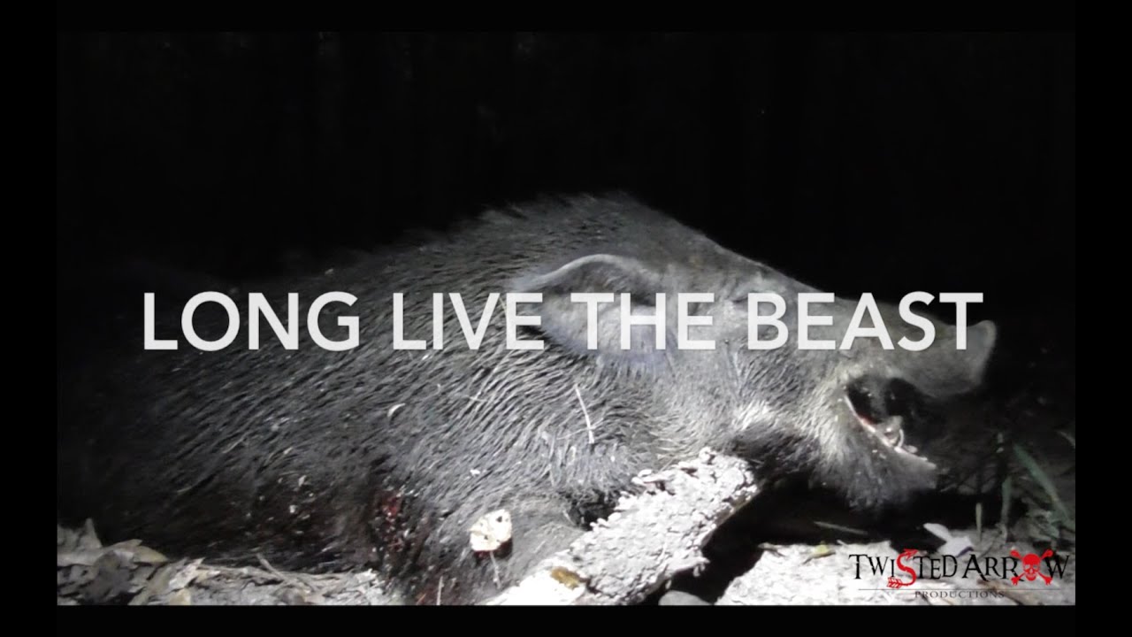 2016 Bowhunting Wild Boar - Boar & Arrow - YouTube