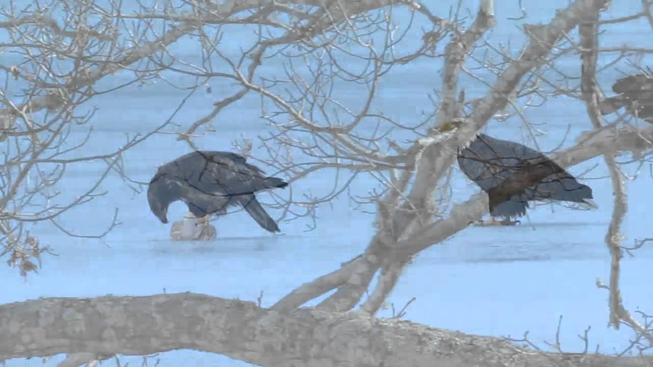 Bald Eagles on Cape Cod - YouTube