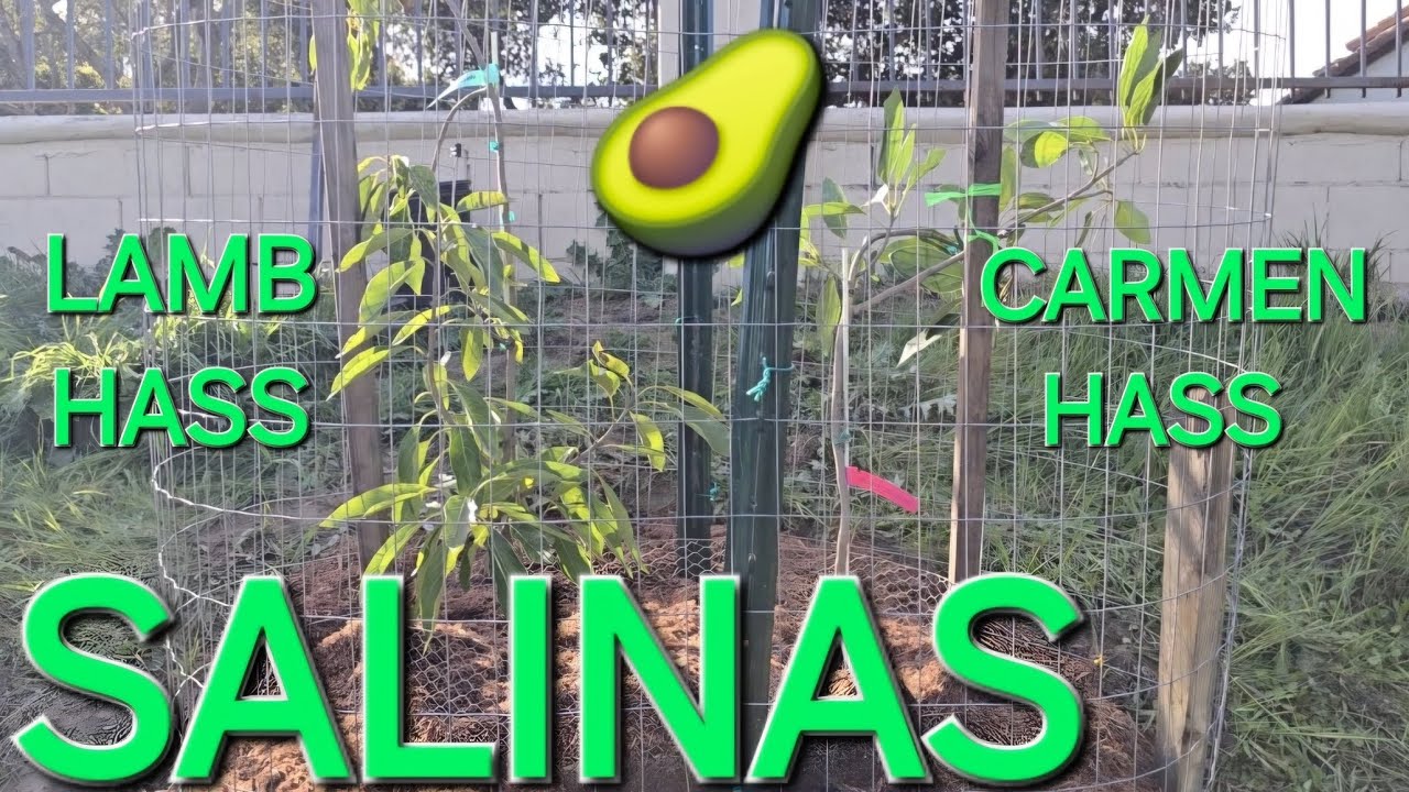 PLANTING TWO AVOCADO TREES IN SAME MOUND LAMB & CARMEN HASS IN SALINAS ...