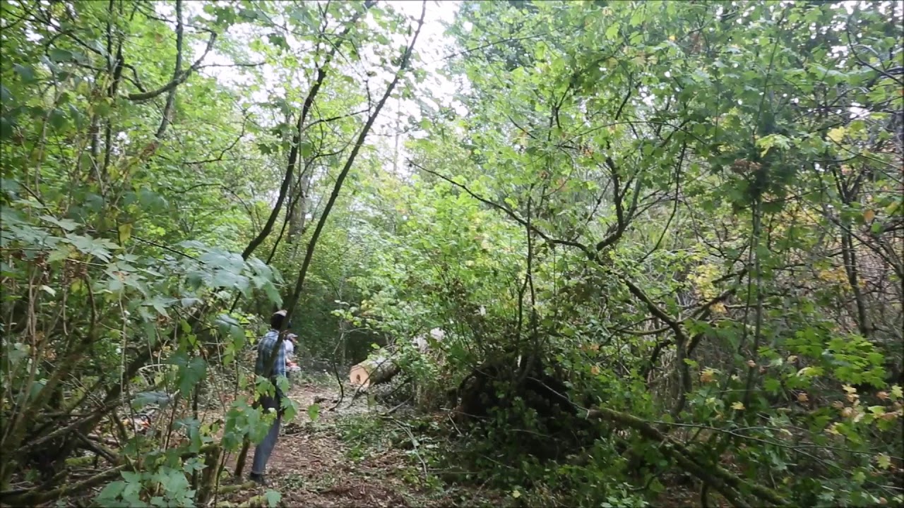 Taking down a tree. - YouTube