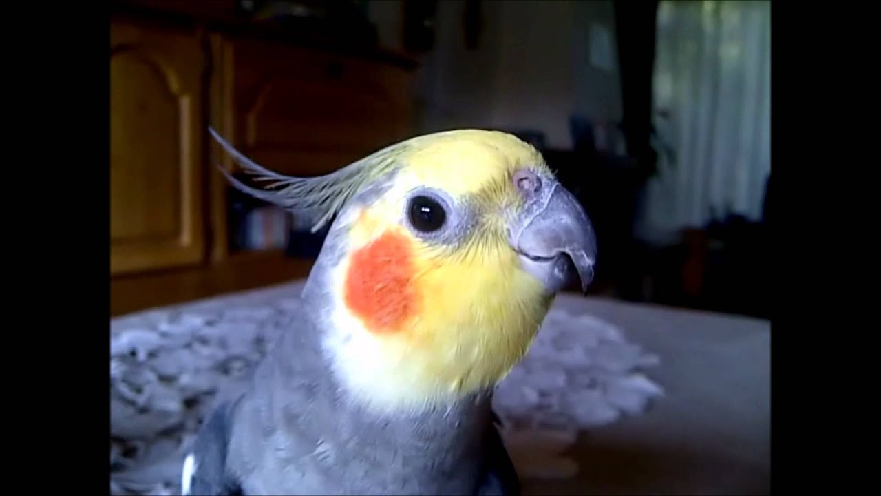 Katy Perry ft Mariska and Chico - California Birds :) - YouTube