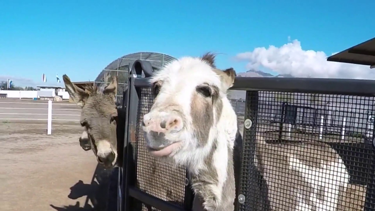 Smiling Donkey and Ostrich Fishing at Rooster Cogburn Ostrich Ranch ...