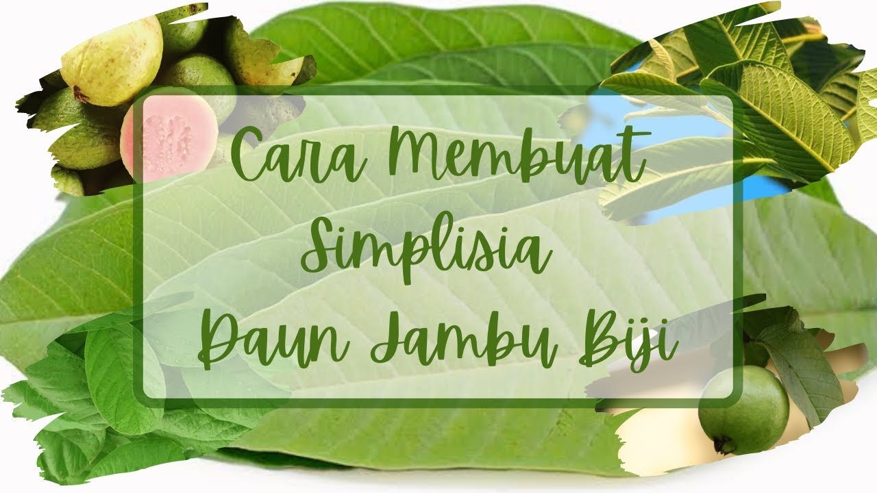 [Tips] Cara Membuat dan Manfaat Simplisia Daun Jambu Biji - YouTube
