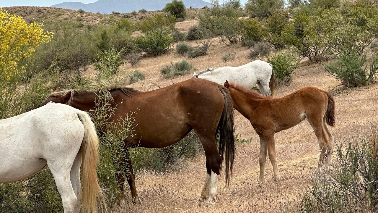 HOW TO FIND WILD HORSES in AMERICA 🇺🇸🐎 - YouTube