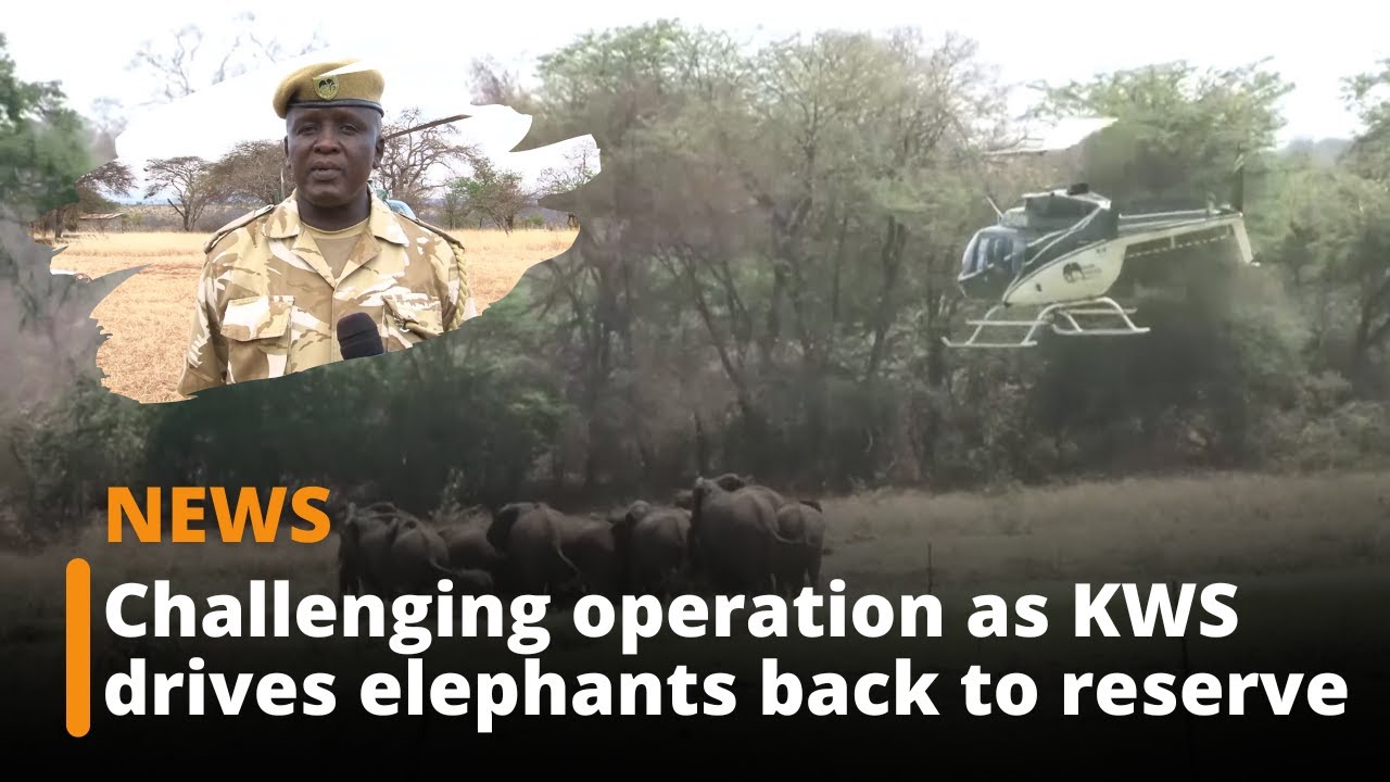 Challenging operation as KWS drives elephants back to Mwea Reserve ...
