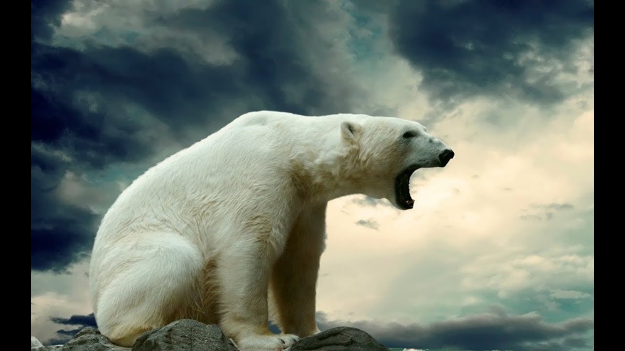 Superior Heroes: Greedy Bears Tantrum! - YouTube