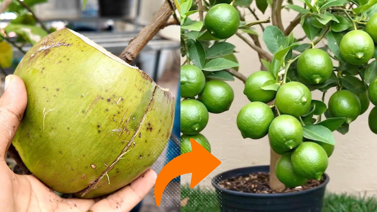 🌿Grow a PERFECT LEMON Tree in Just 30 Days l Fruit Tree - YouTube