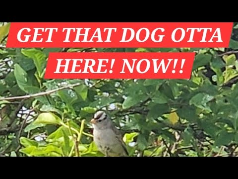 Get That Dog Outta Here! - YouTube