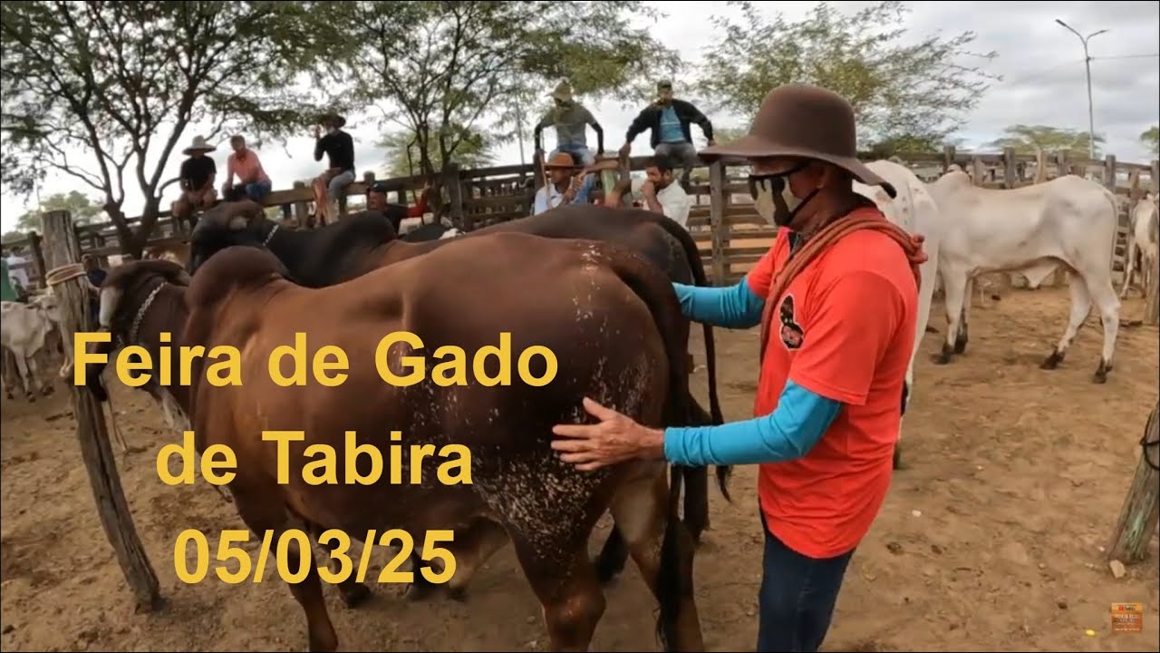Veja como foi a Primeira feira do MÊS na Feira de Gado de Tabira ...