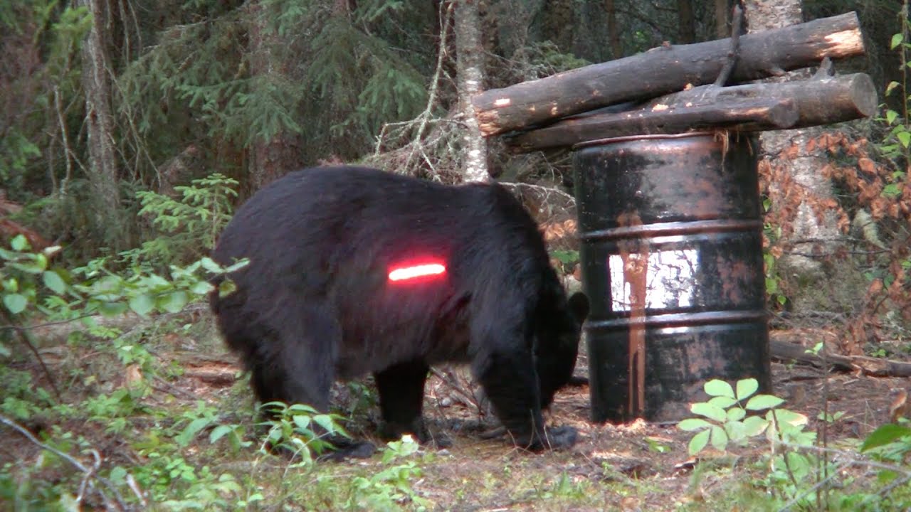 Northern Wilderness Bear Outfitters Hunt - YouTube