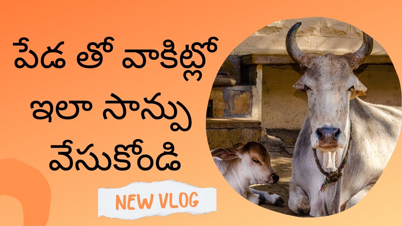 Cow dung | Aavu peda | ఆవు పేడ తో ఇలా సాన్పు వేసుకోండి. - YouTube